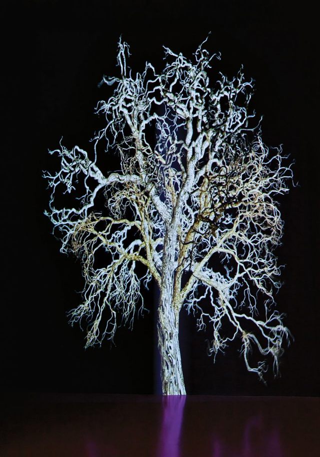 Jennifer Steinkamp, 1958