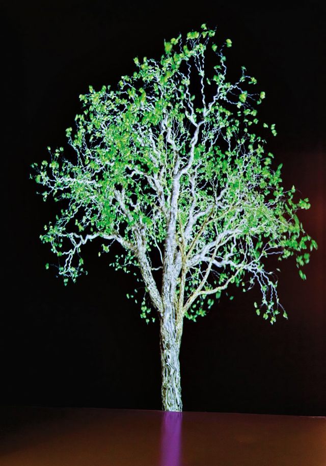 Jennifer Steinkamp, 1958